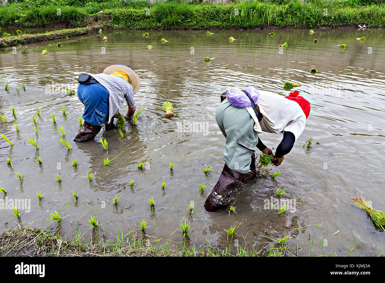 Thai farmers planting rice on rice fields Stock Photo - Alamy