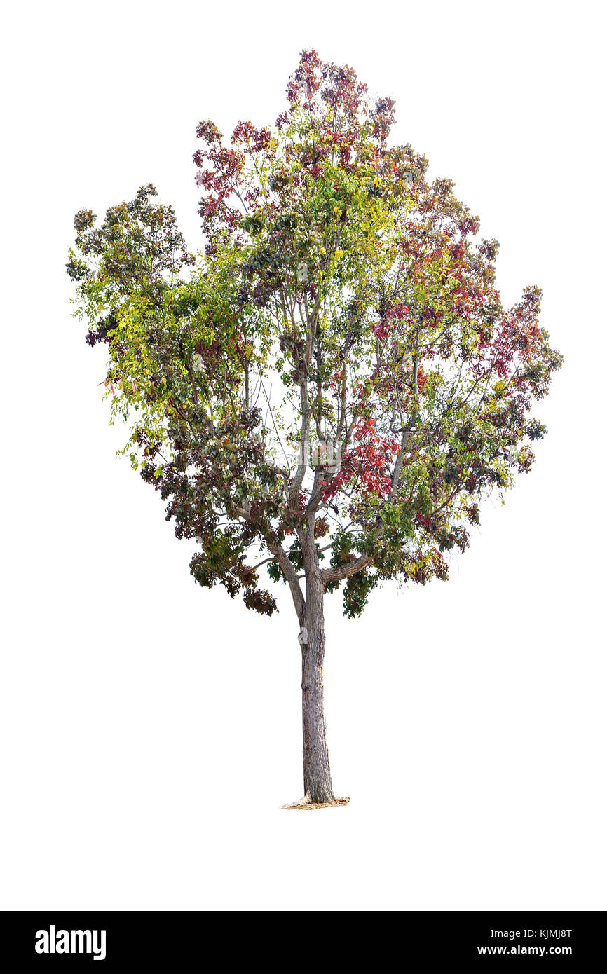 A big colorful tree isolated on white background Stock Photo - Alamy