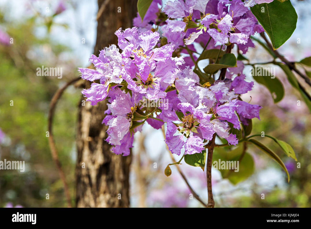 Lagerstroemia lagerstroemia speciosa lythraceae tree hi-res stock ...