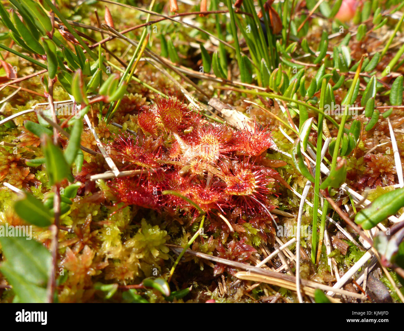 Sundew flower hi-res stock photography and images - Alamy