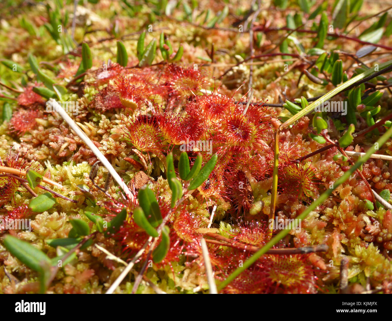 Sundew flower hi-res stock photography and images - Alamy