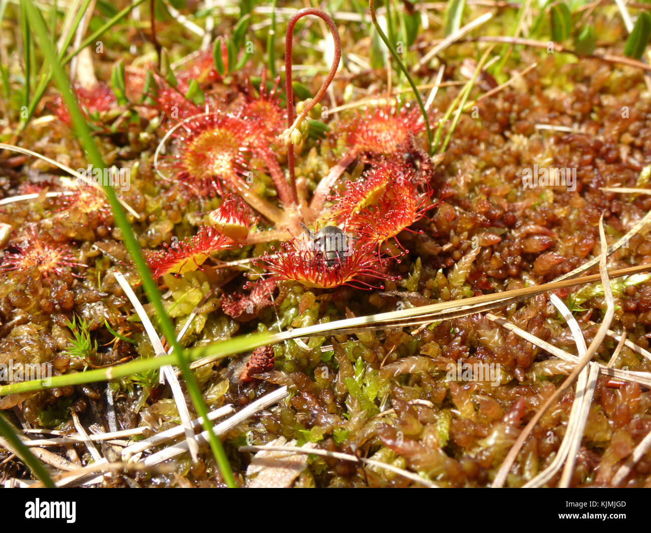 Sundew plant with insects hi-res stock photography and images - Alamy