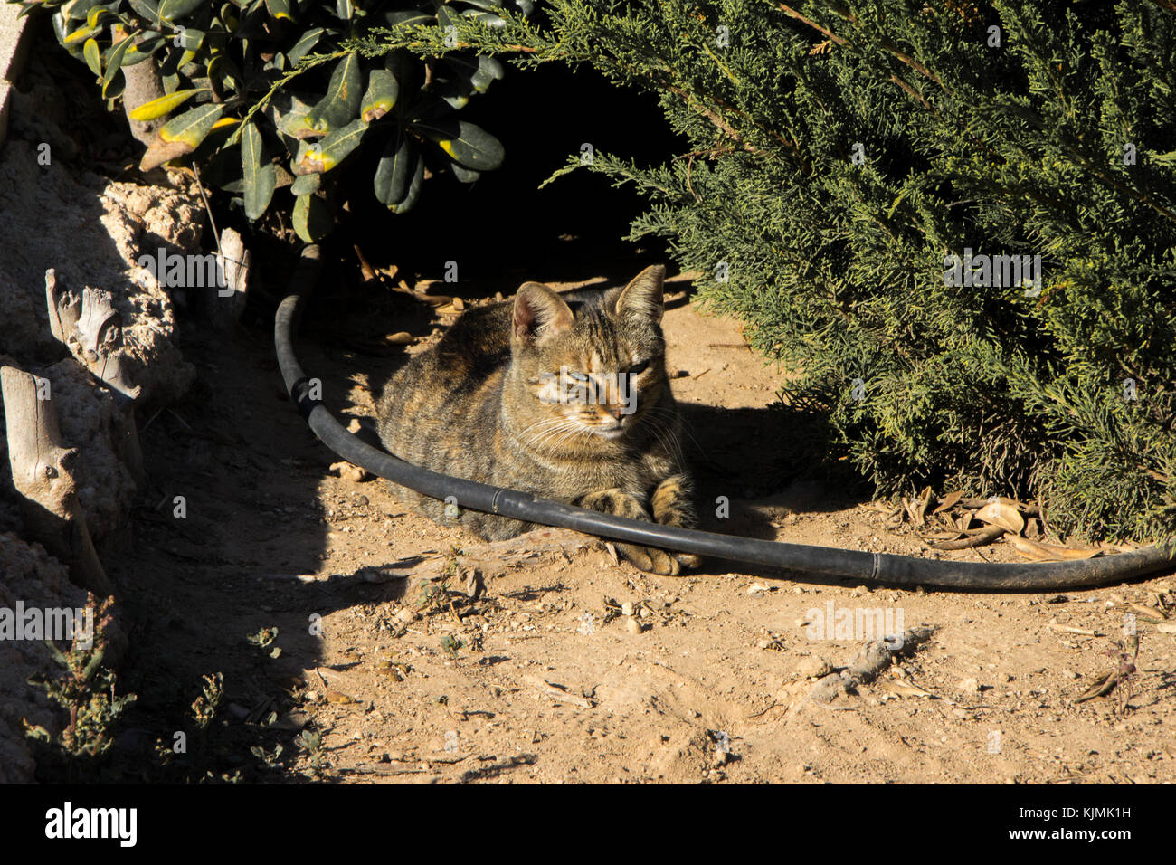 A cat laying down on the ground Stock Photo - Alamy