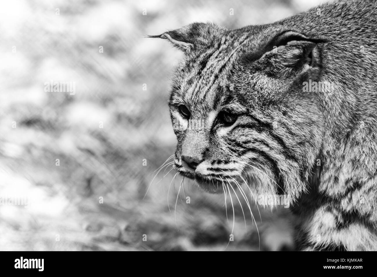 Bobcat (Lynx rufus) closeup side profile, black and white Stock Photo ...