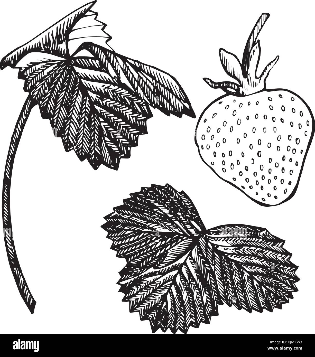 Strawberry vector illustration. Engraved style illustration. Sketched ...