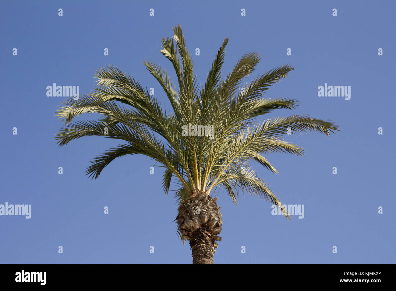 The crown of a palm tree Stock Photo - Alamy