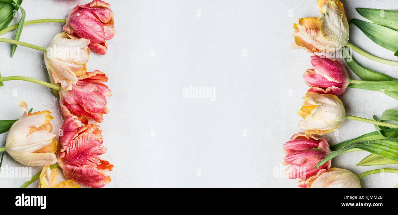 Springtime floral border mit colorful tulips, floral banner, top view ...
