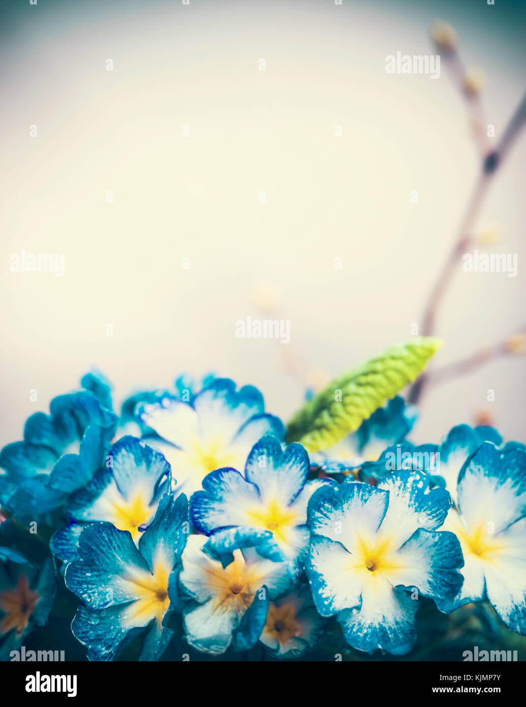 Blue spring flowers, close up, outdoor nature background Stock Photo ...