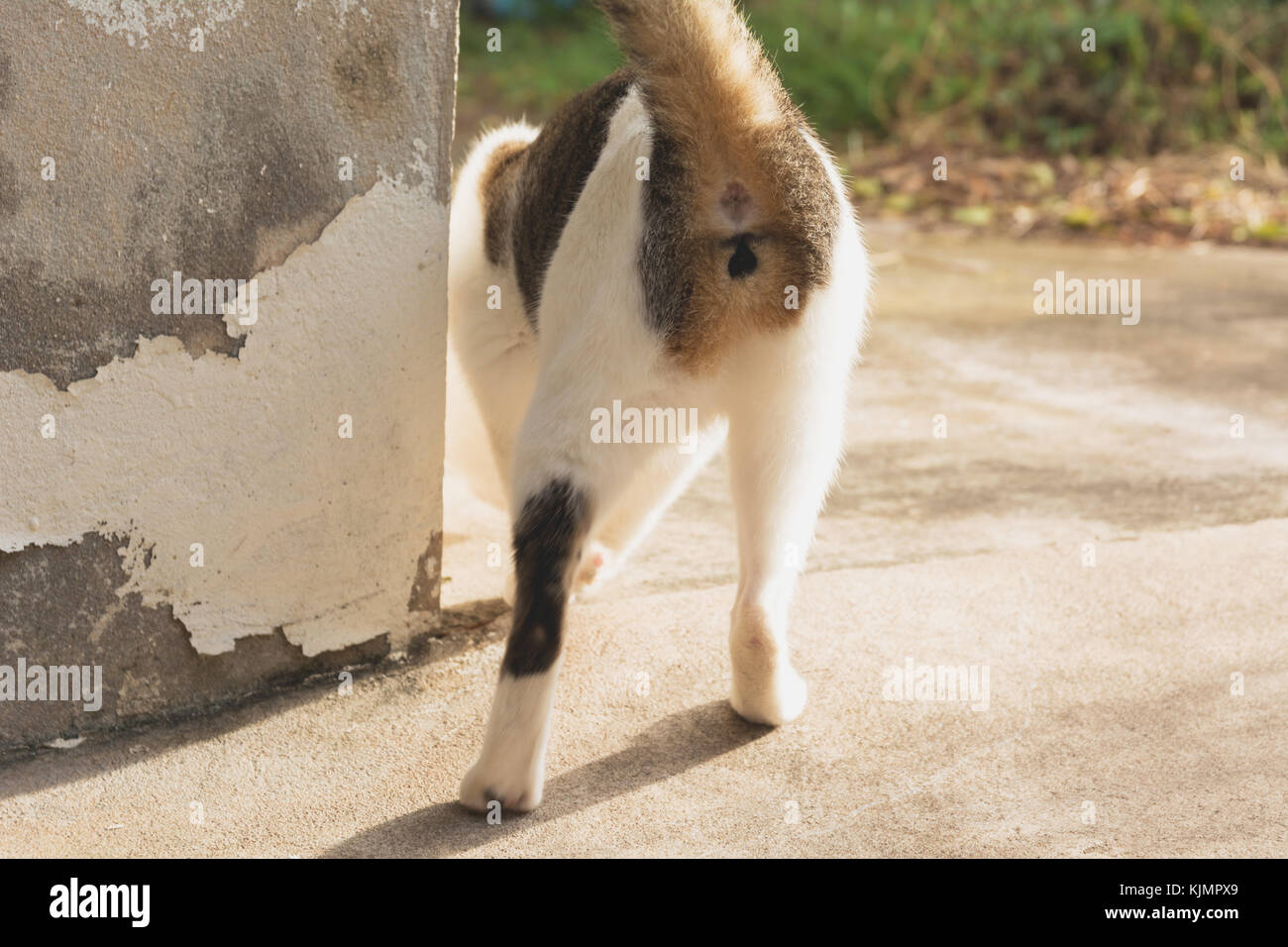 Black cat walking side view hi-res stock photography and images - Alamy