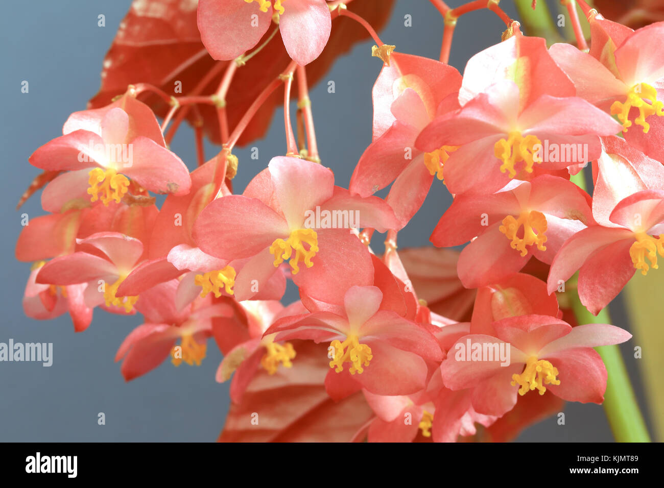 A cluster of flowers of Begonia corallina Stock Photo - Alamy