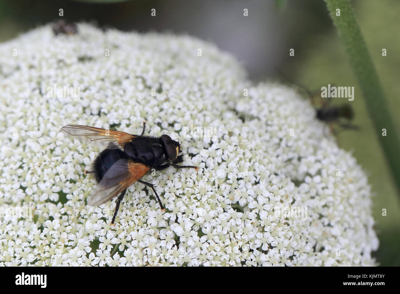 Carrot fly hi-res stock photography and images - Alamy