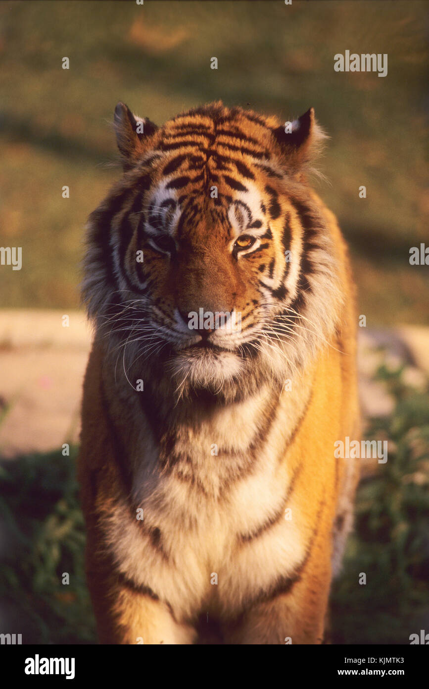 Tiger, the largest cat in the world Stock Photo - Alamy