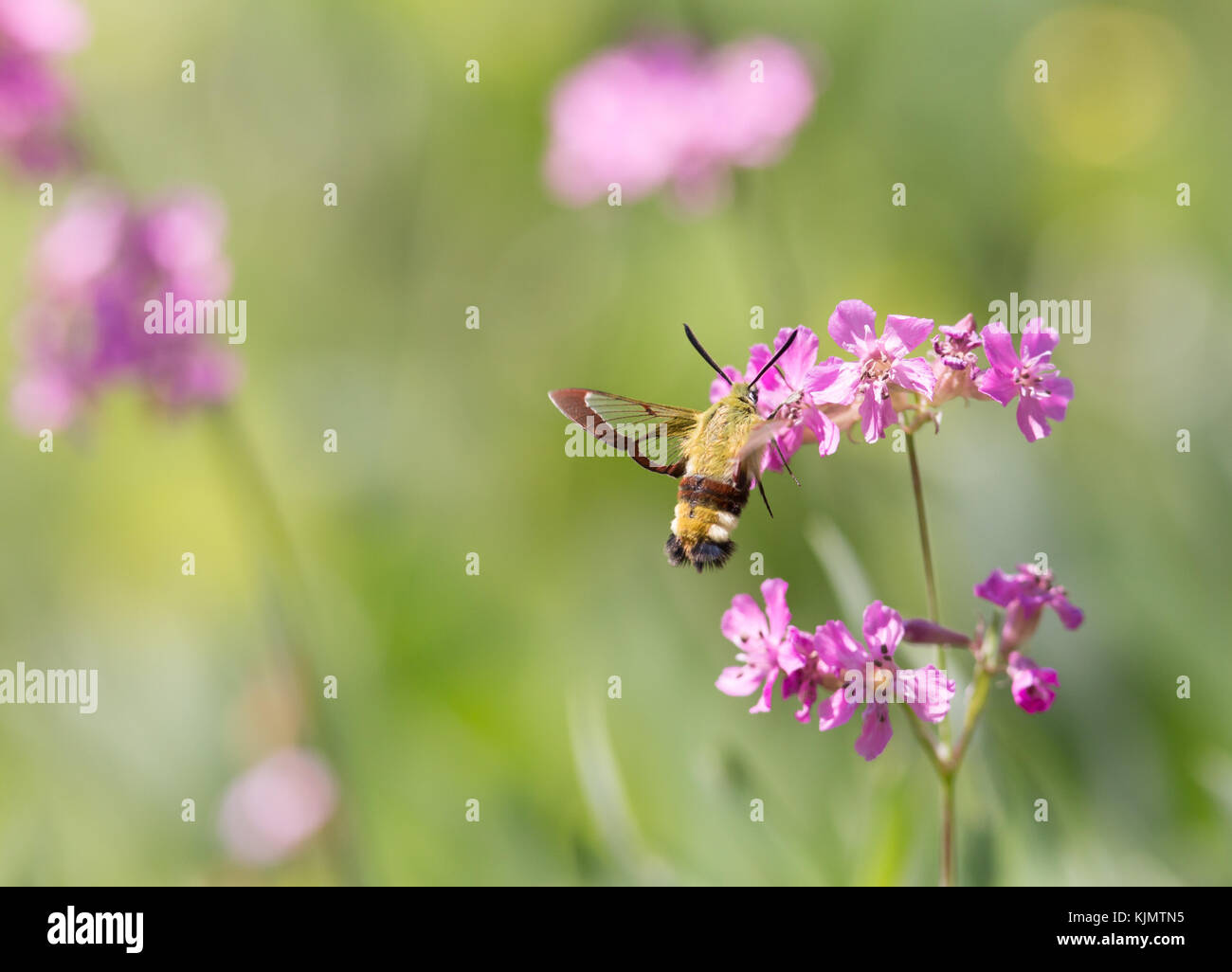 Broad bordered bee hawk moth Stock Photo - Alamy