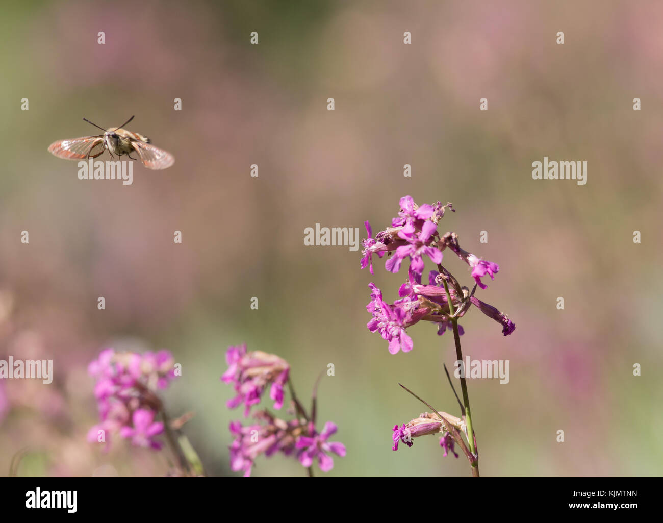 Broad bordered bee hawk moth Stock Photo - Alamy
