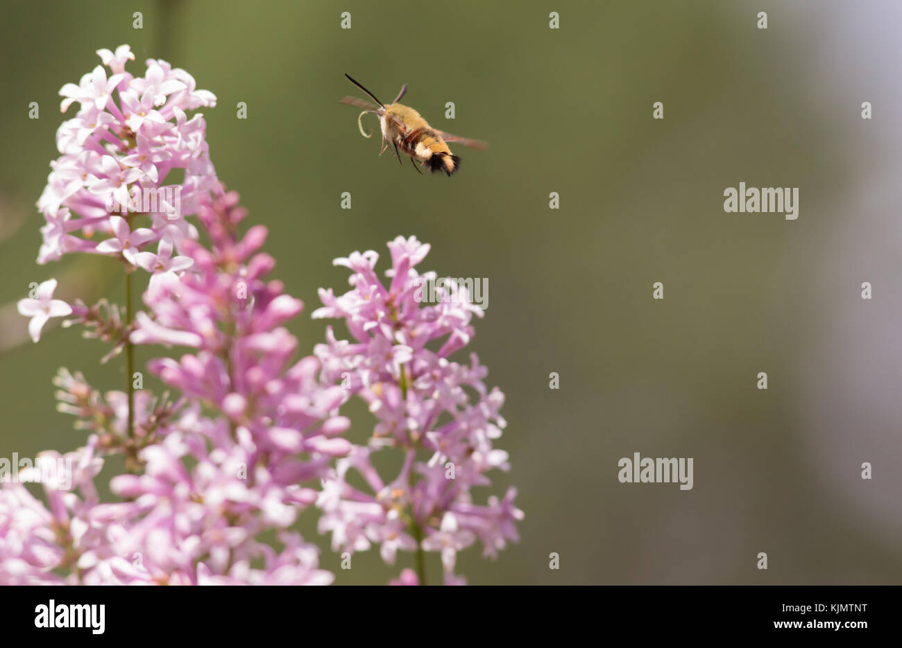 Broad bordered bee hawk moth Stock Photo - Alamy