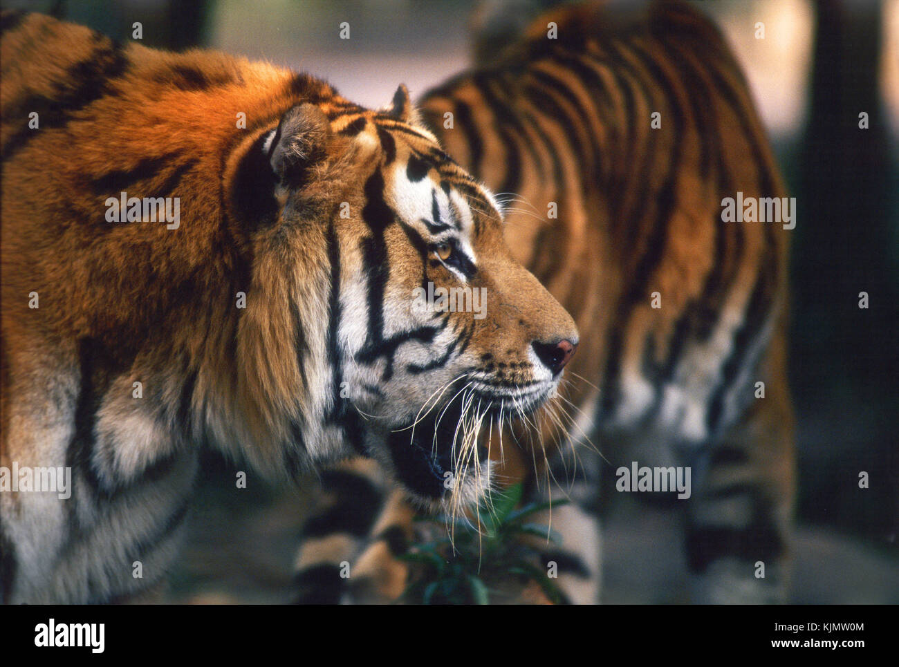 Tiger, the largest cat in the world Stock Photo - Alamy