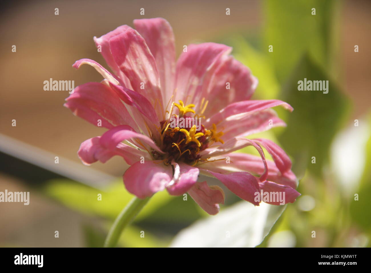 Macro flower captures hi-res stock photography and images - Alamy