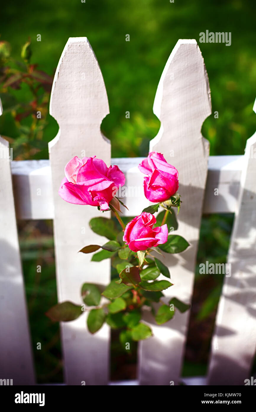 beautiful white picket fence and pink roses Stock Photo - Alamy