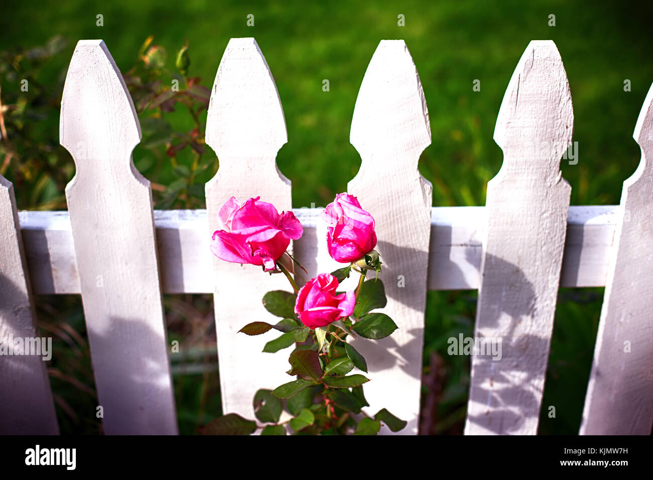 beautiful white picket fence and pink roses Stock Photo - Alamy