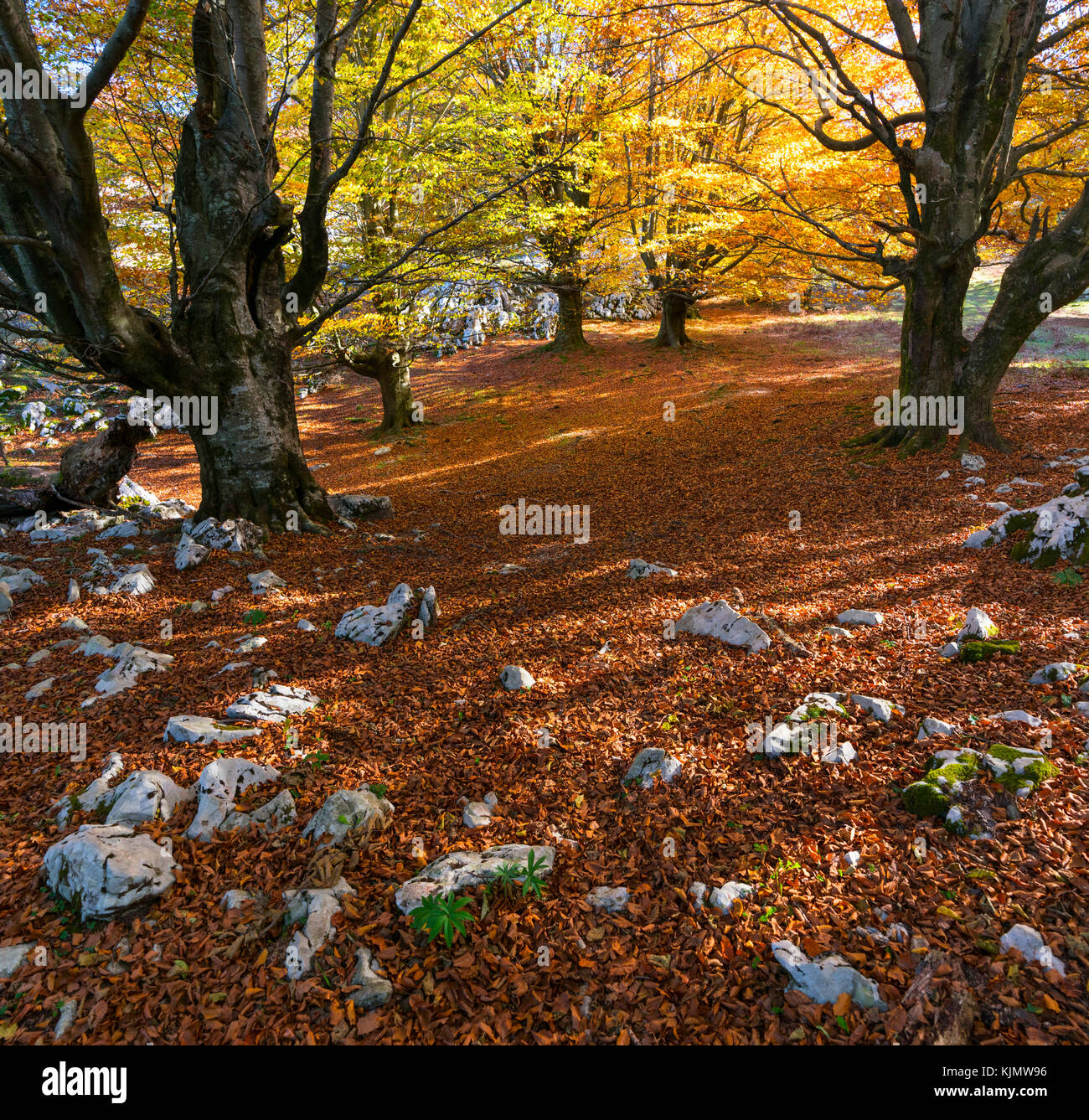 Beech forest in autumn at Cerredo Mountain, Cantabrian Sea, MONTAÑA ...