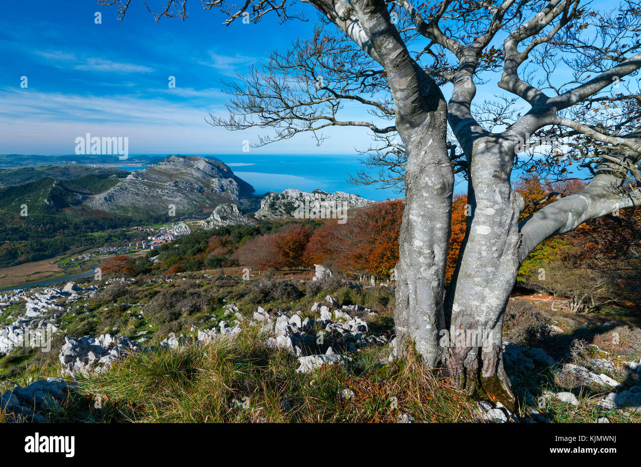 Beech forest in autumn at Cerredo Mountain, Cantabrian Sea, MONTAÑA ...