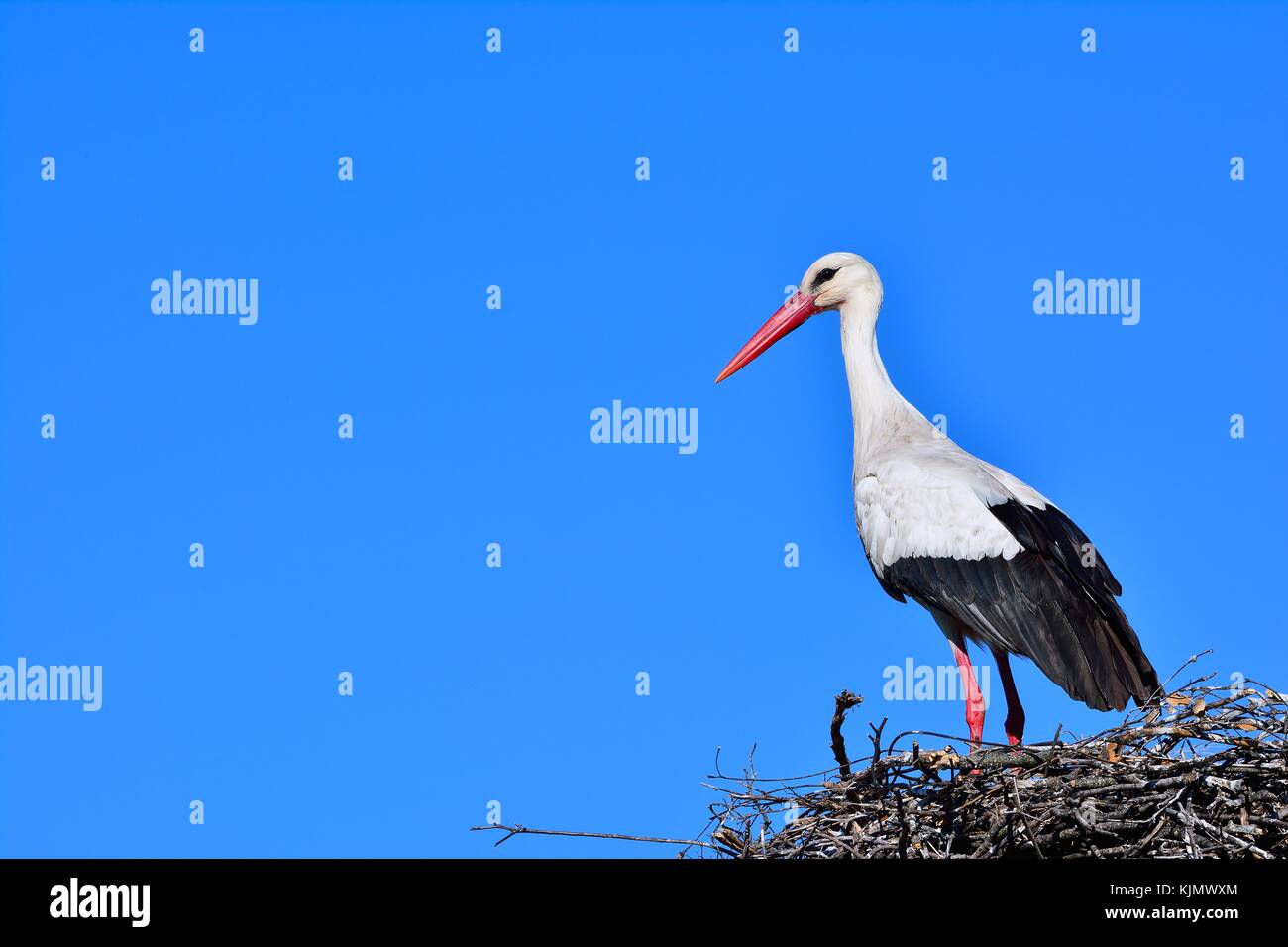 Close-up of white stork in nest. Side view Stock Photo - Alamy