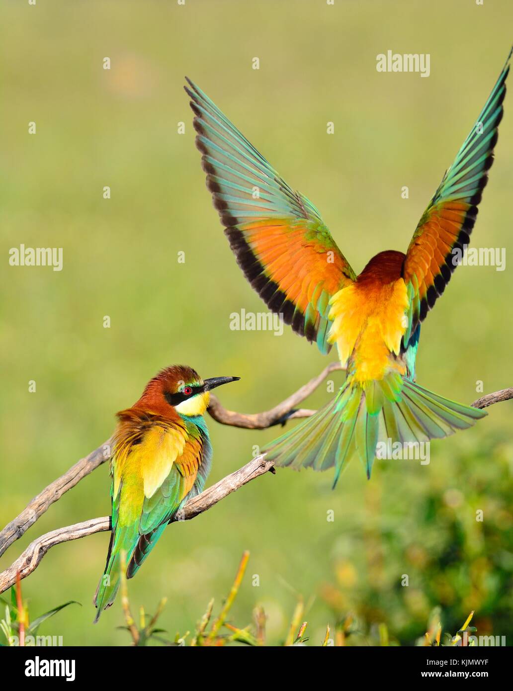 Close-up of colorful bright bee-eaters on tree branch in sunlight Stock ...