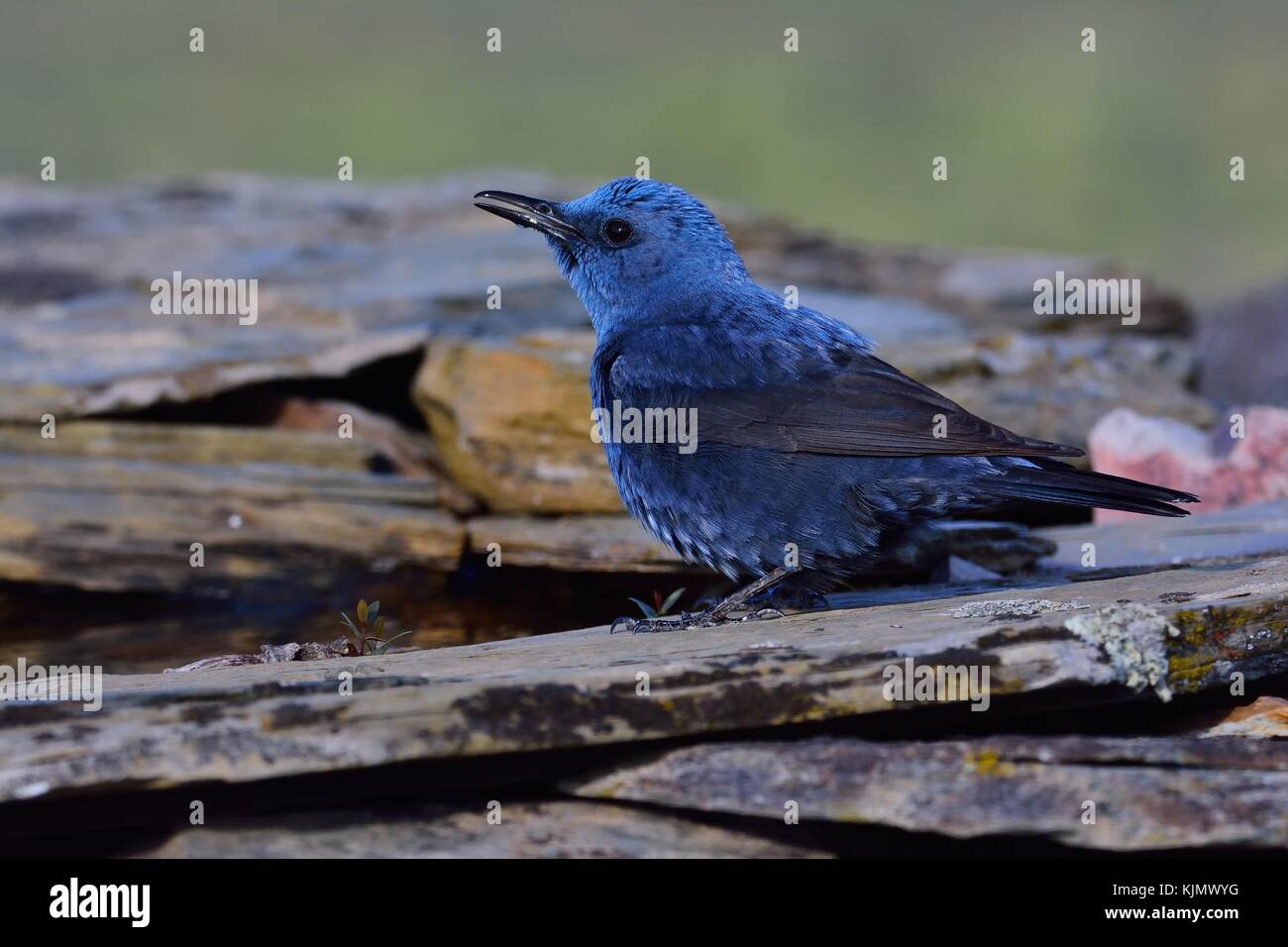 Close-up of bright blue rock thrush on rocks in daylight Stock Photo ...