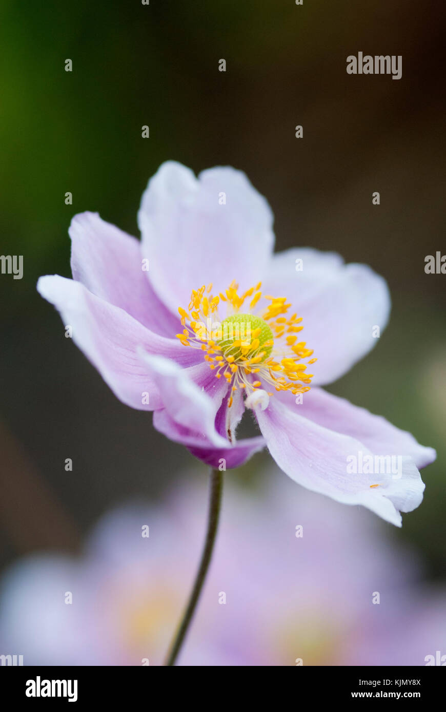 Japanese anemone windflower japonica hi-res stock photography and ...