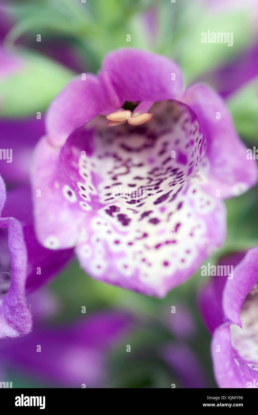 Digitalis purpurea purple foxglove hi-res stock photography and images ...