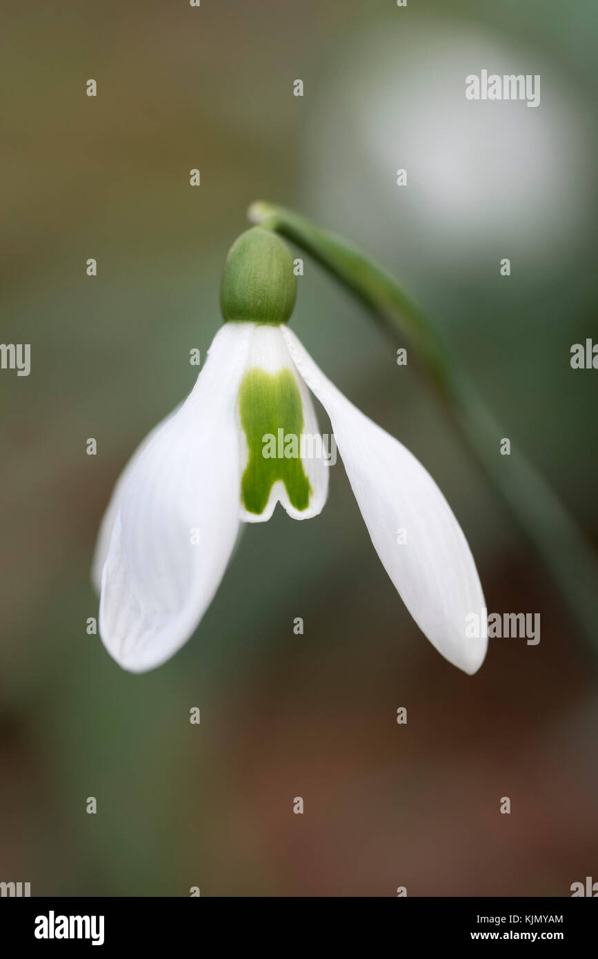 Lord lieutenant hi-res stock photography and images - Alamy