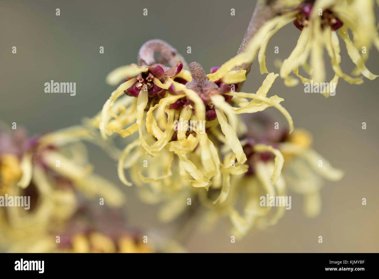 Intermedia hi-res stock photography and images - Alamy