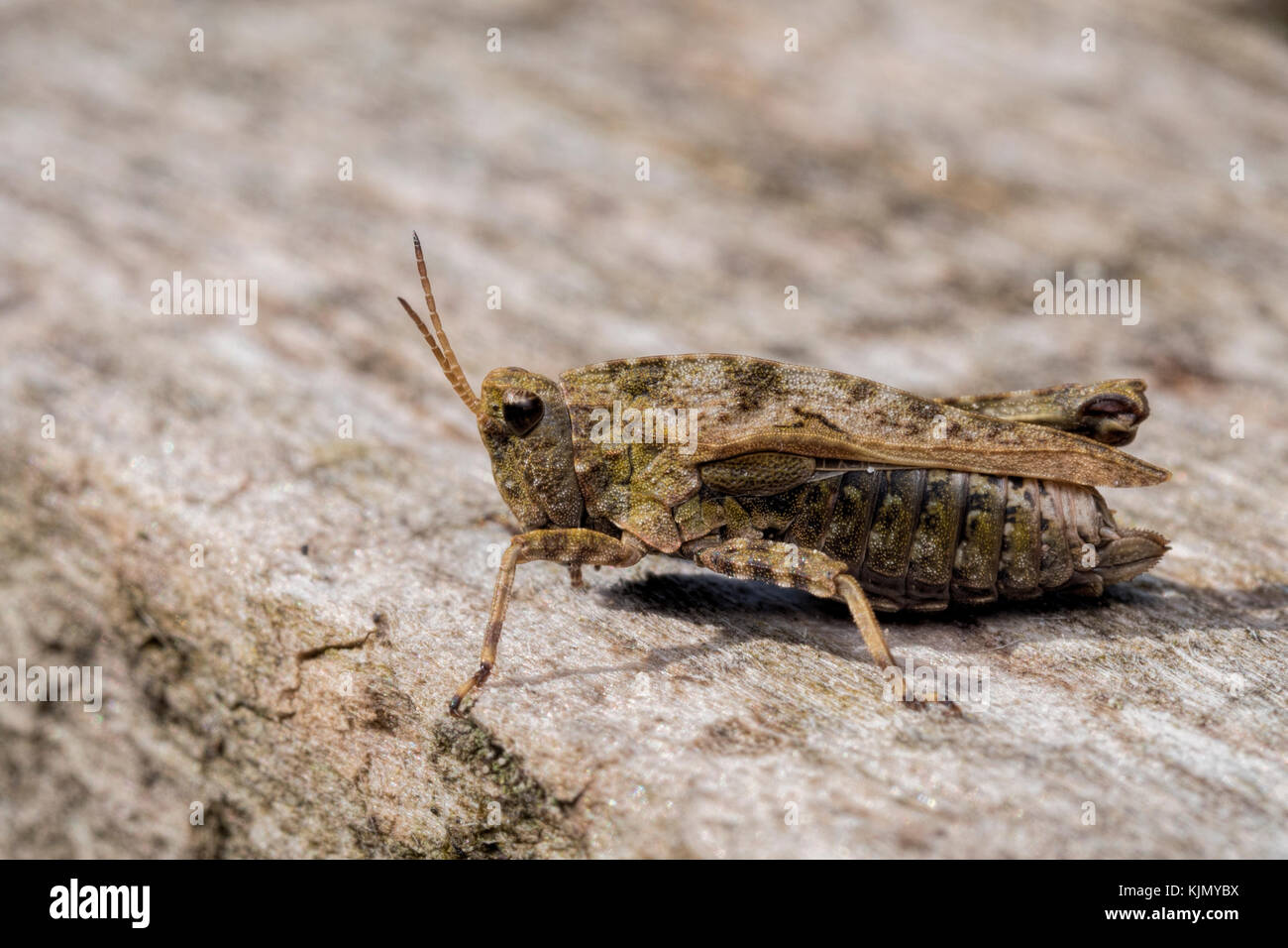 Sideview of common groundhopper hi-res stock photography and images - Alamy