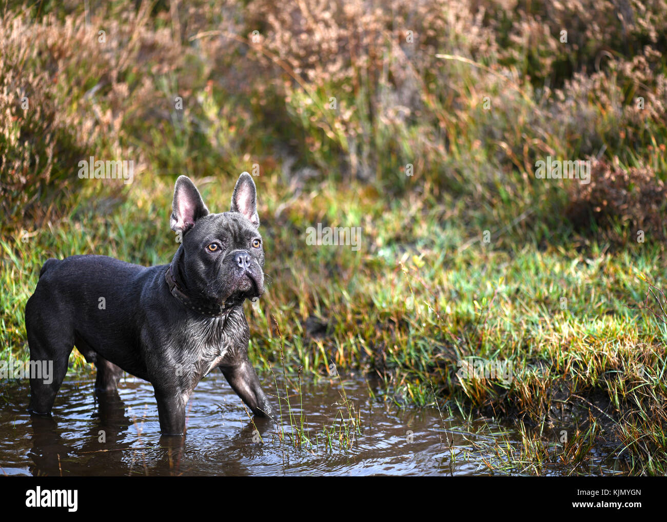 beautiful blue french bulldog standing in a stream after playing in the ...