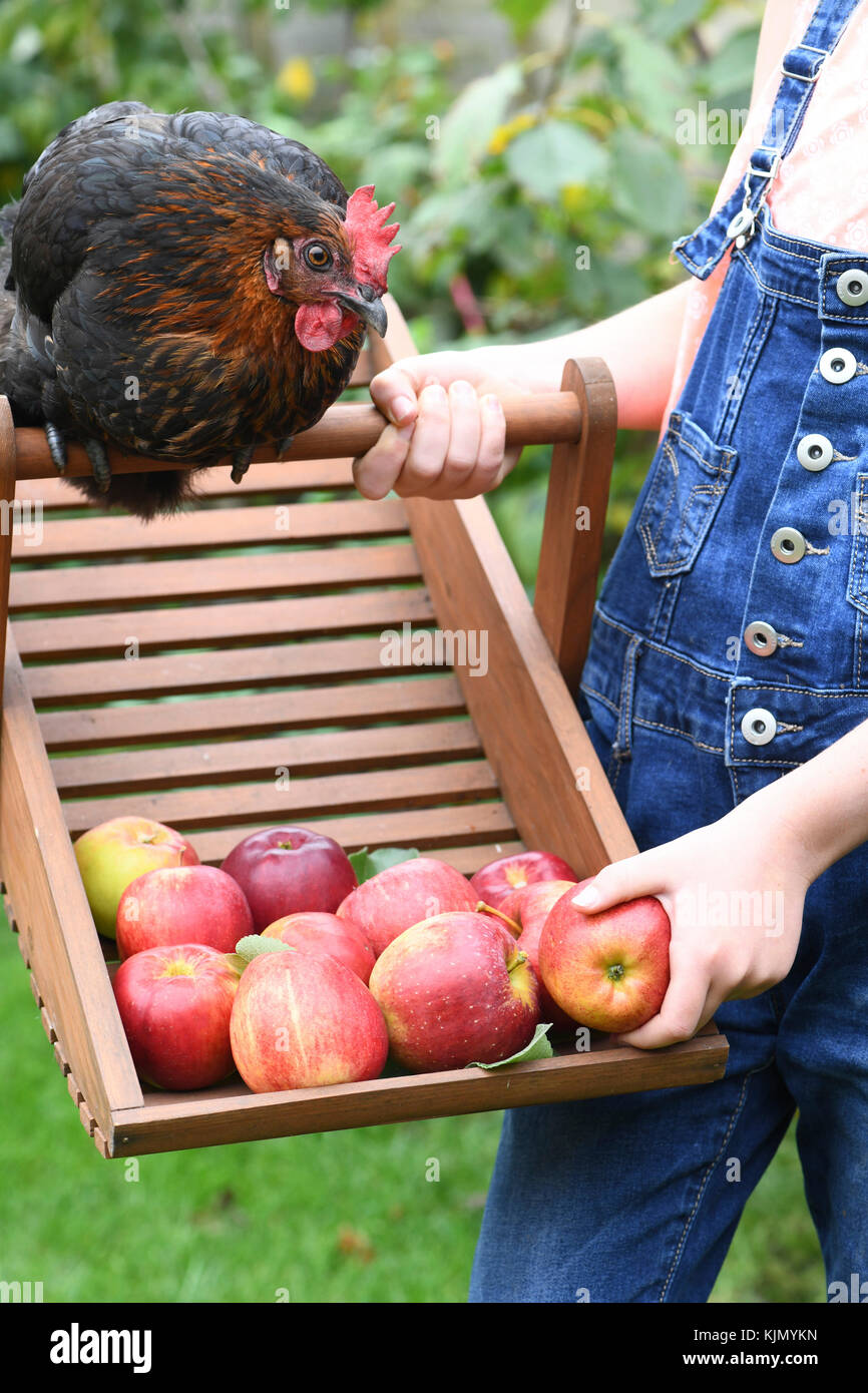 Maran rooster hi-res stock photography and images - Alamy