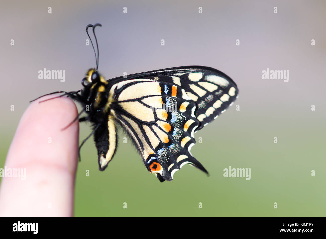 Life at your Fingertips Stock Photo - Alamy