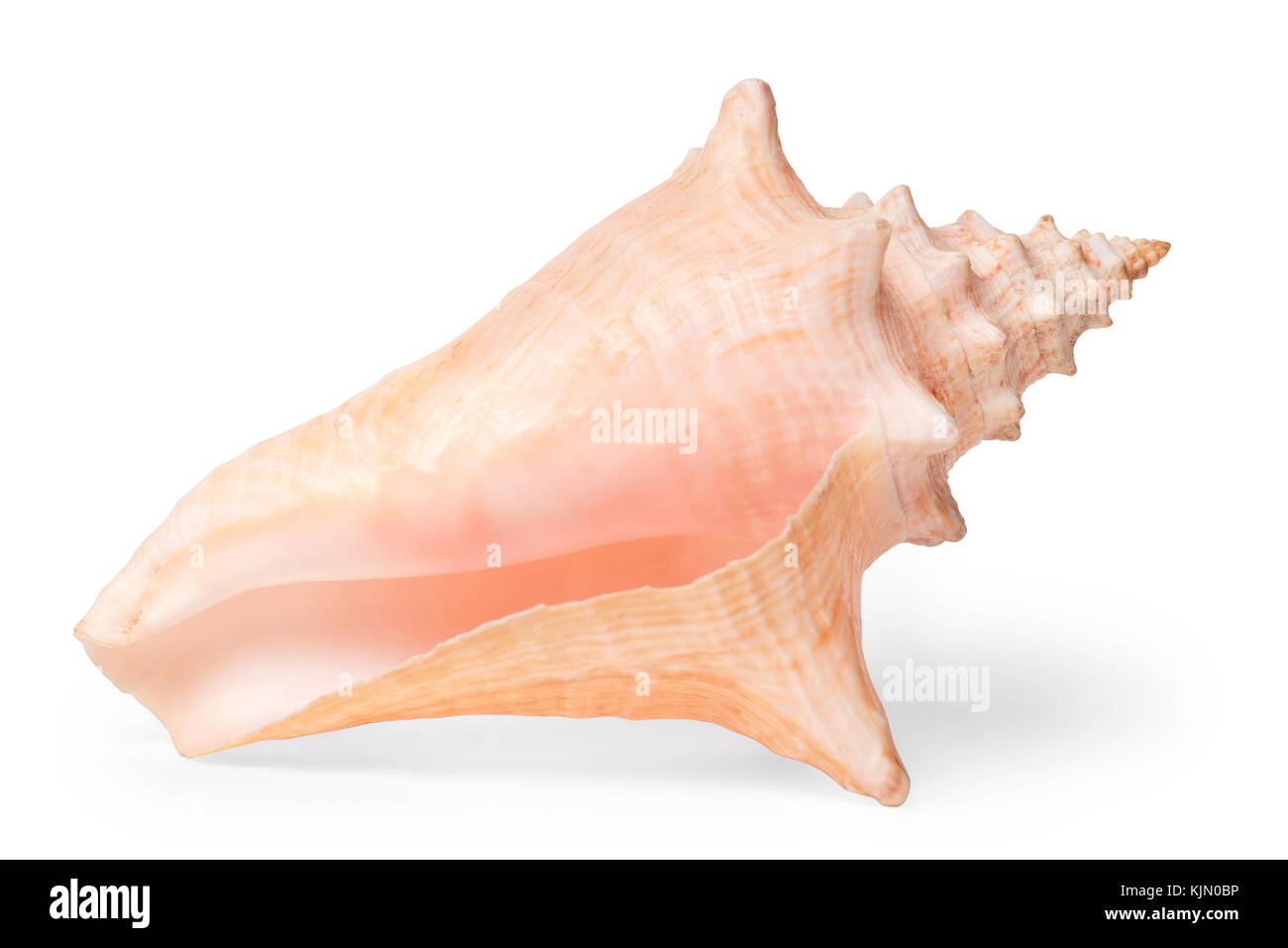 Sea shell close up. Isolated on white, clipping path included Stock ...