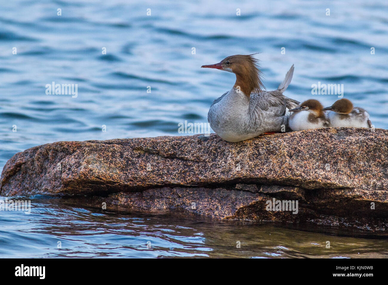 Common Merganser Hen
