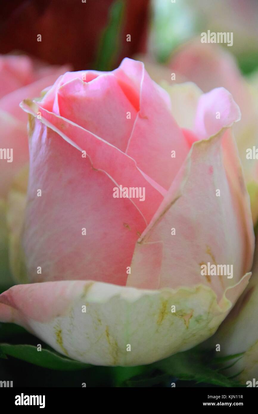 overexposed look of a pink rose Stock Photo - Alamy