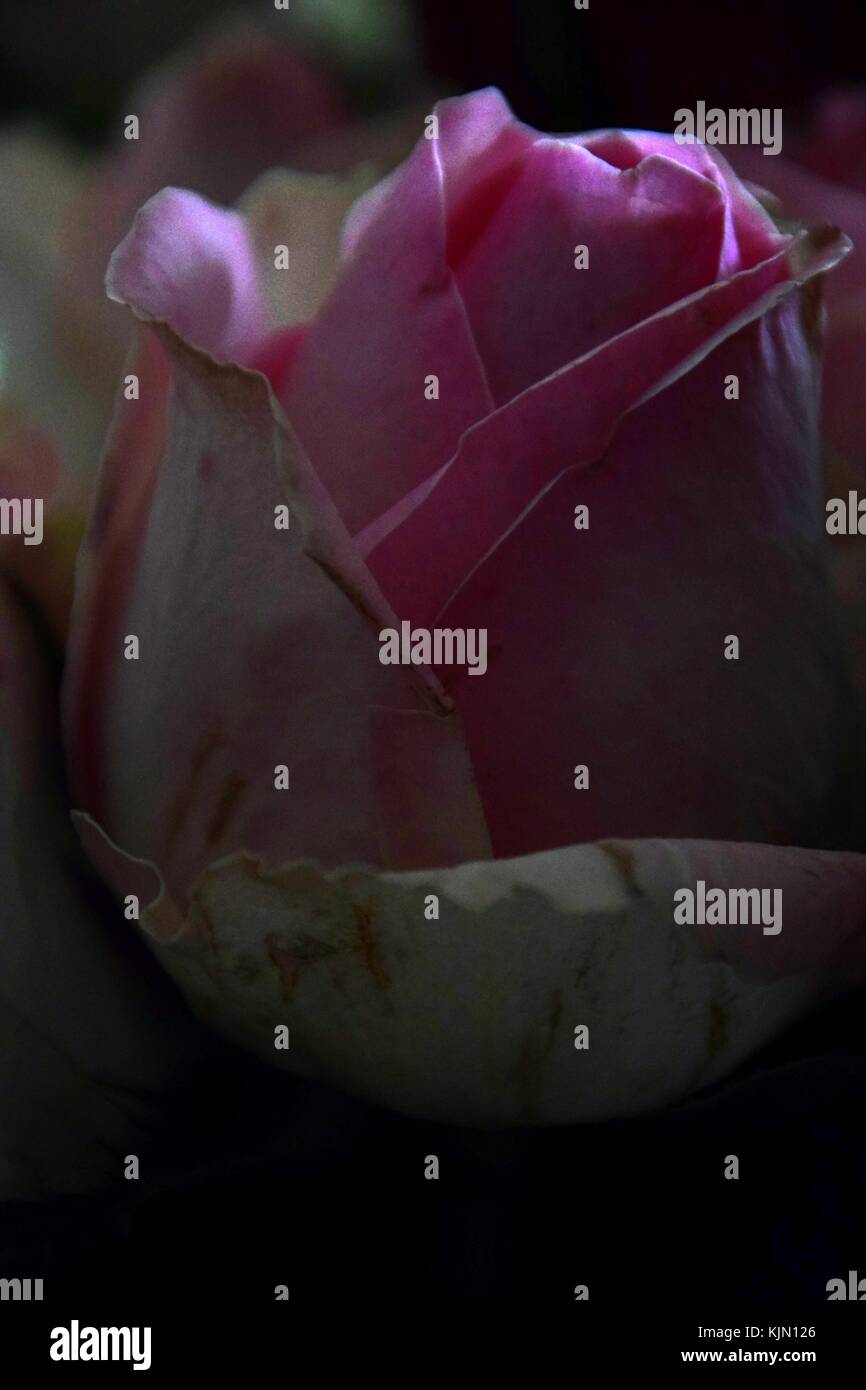 pink rose with strong and dark light contrasts Stock Photo - Alamy