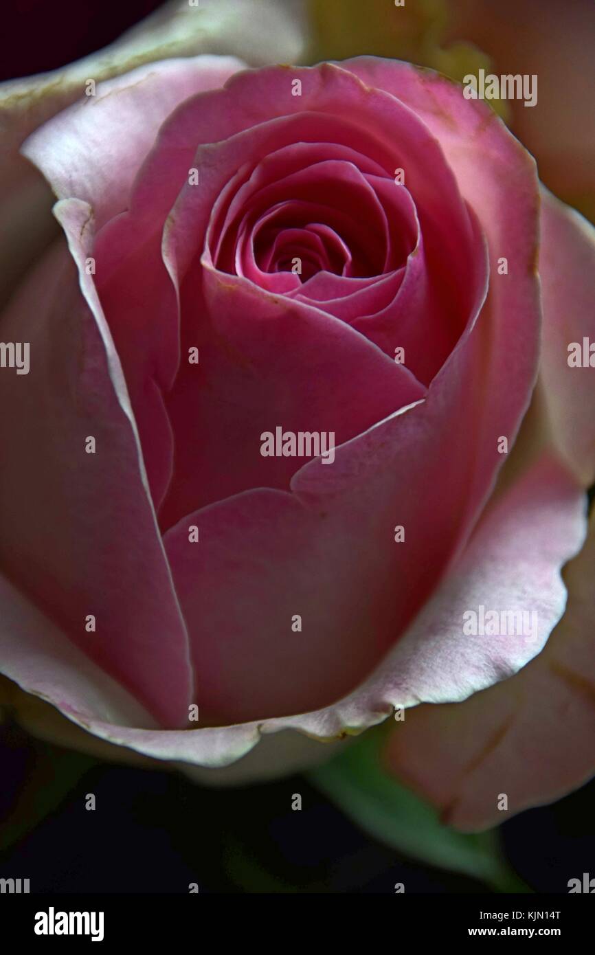 pink rose with strong and dark light contrasts Stock Photo - Alamy