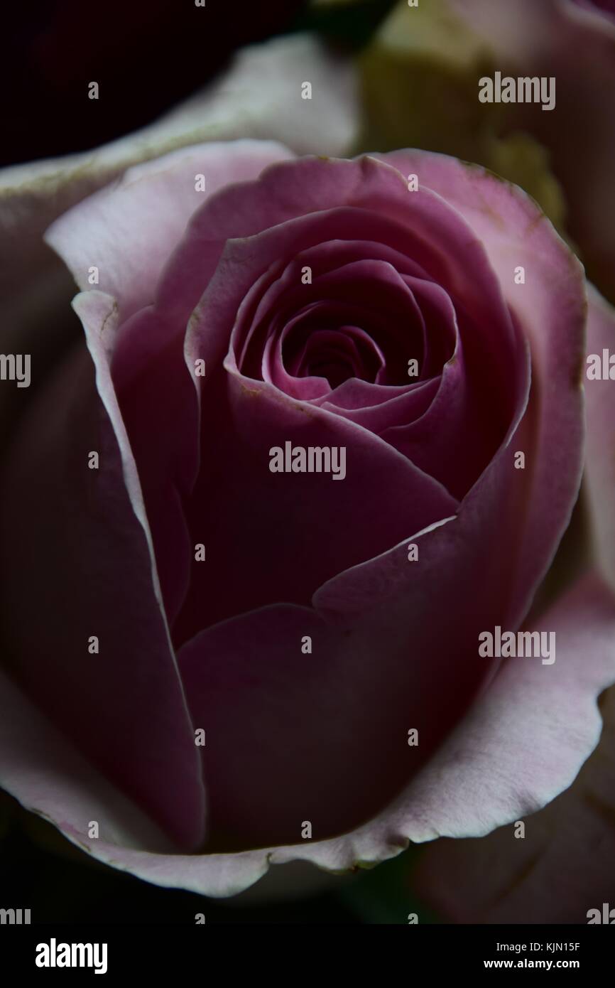 pink rose with strong and dark light contrasts Stock Photo - Alamy