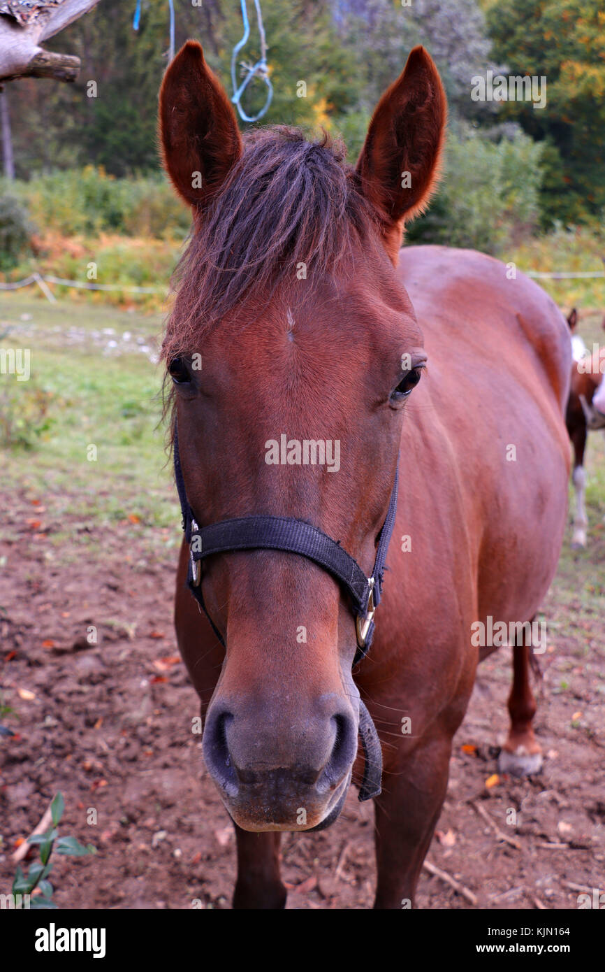big brown beautiful horse looking straight to the camera Stock Photo ...