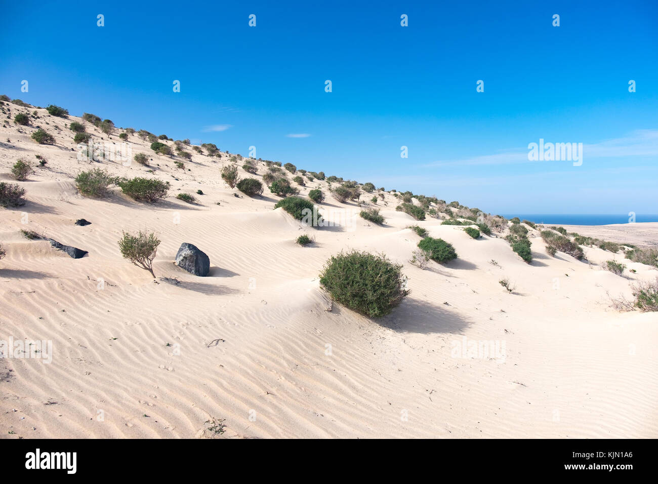 Green shrub plant in the sandy desert Stock Photo - Alamy