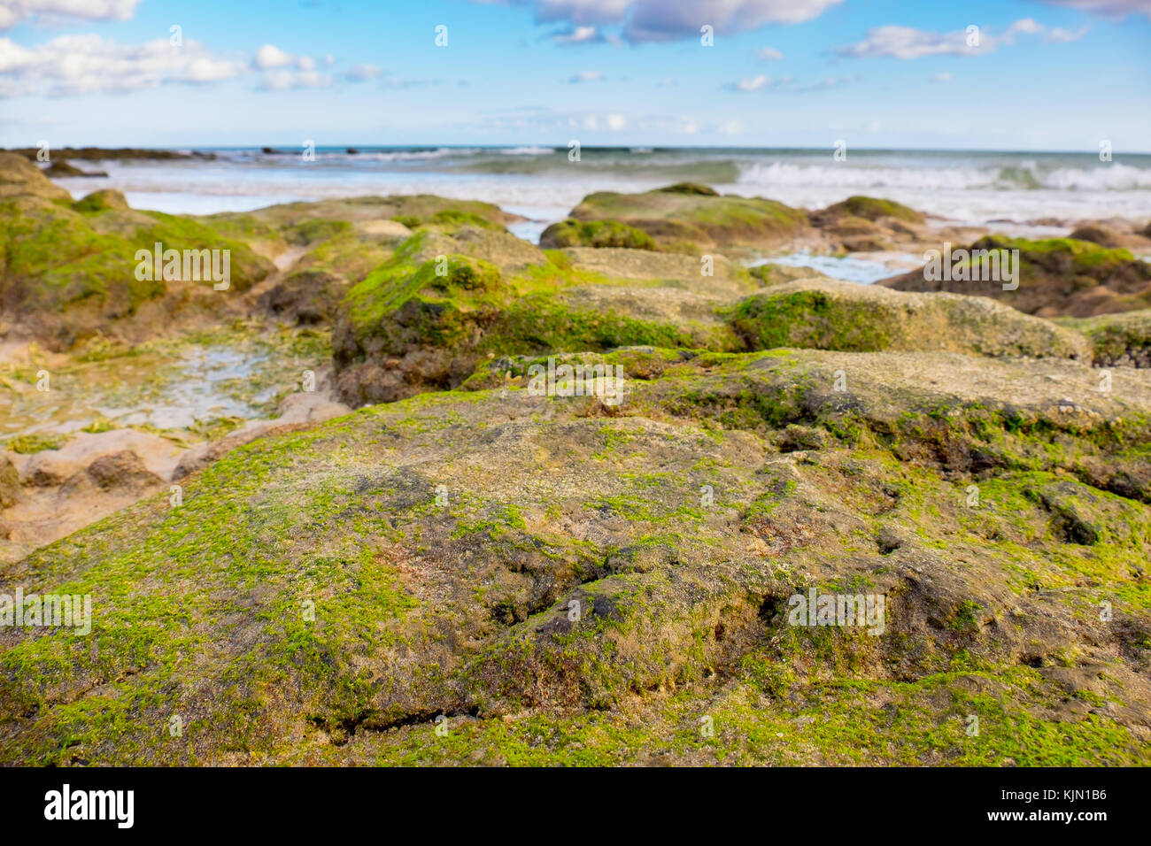 The rocks on the seashore are covered with algae at low tide Stock ...