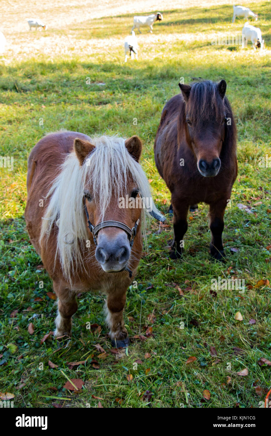 two ponies staring at the camera Stock Photo - Alamy