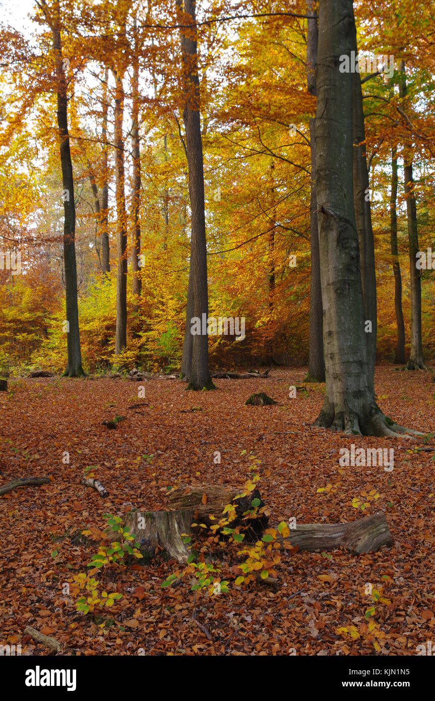 Old forest out of beech trees (Fagus) during fall season with huge ...