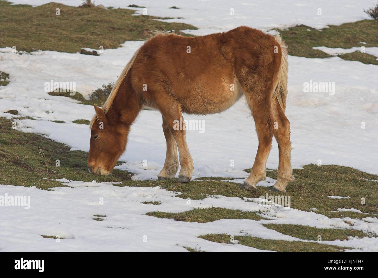 Hungry horse in snow hi-res stock photography and images - Alamy