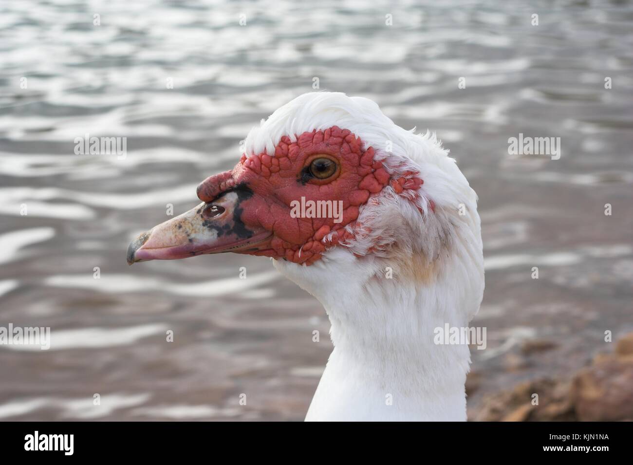 Ducking her head hi-res stock photography and images - Alamy
