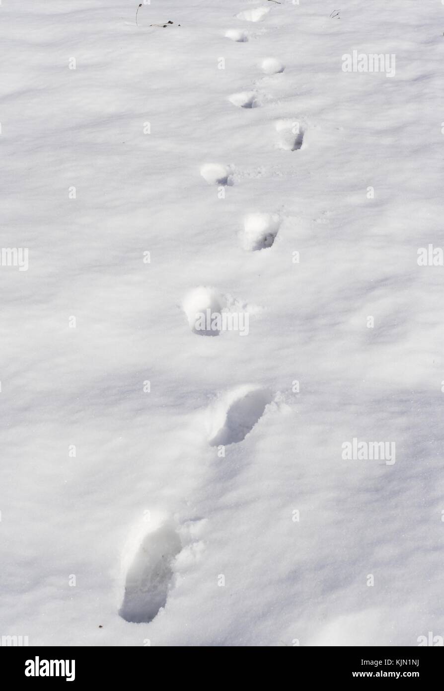 snow foot prints Stock Photo - Alamy